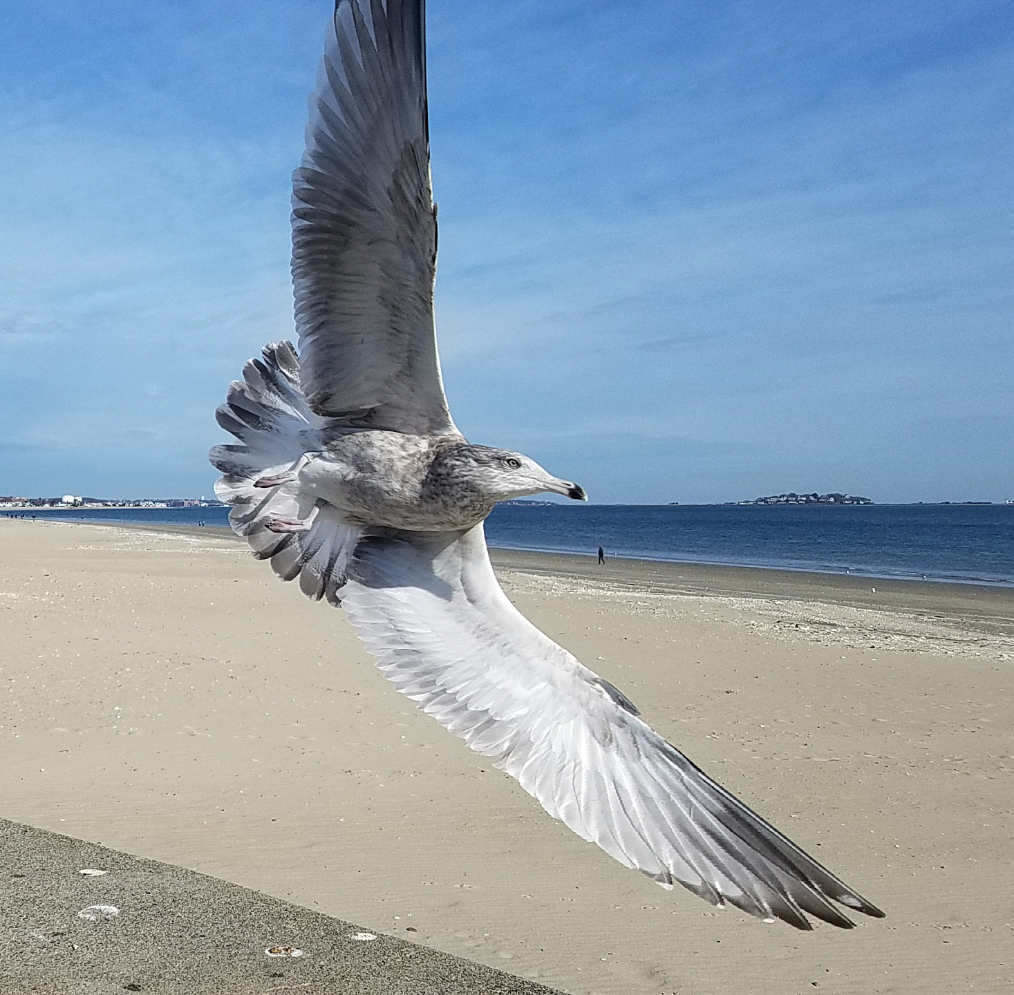 Beach Bubble | MEHopper